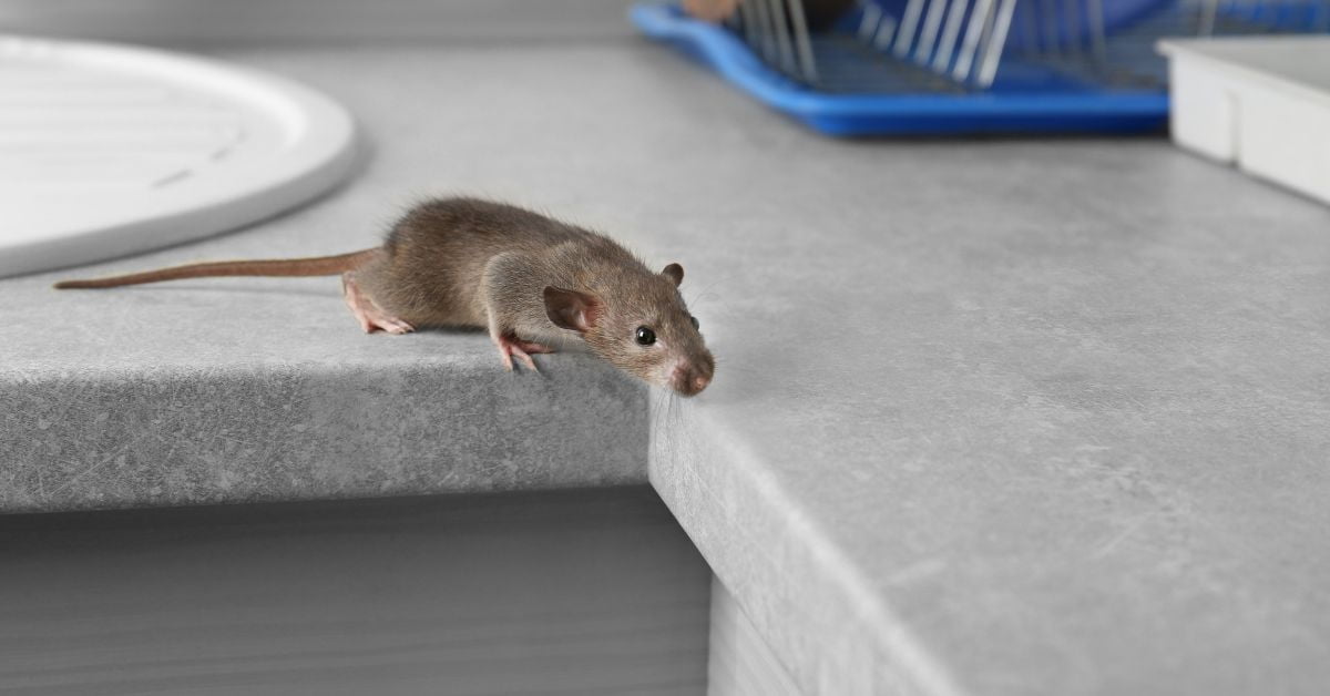 Tips For Selecting Mice Removal Service